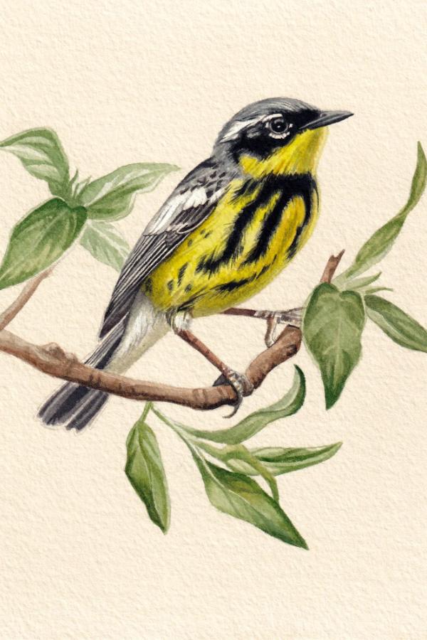 Lauren Richelieu – Nahcotta