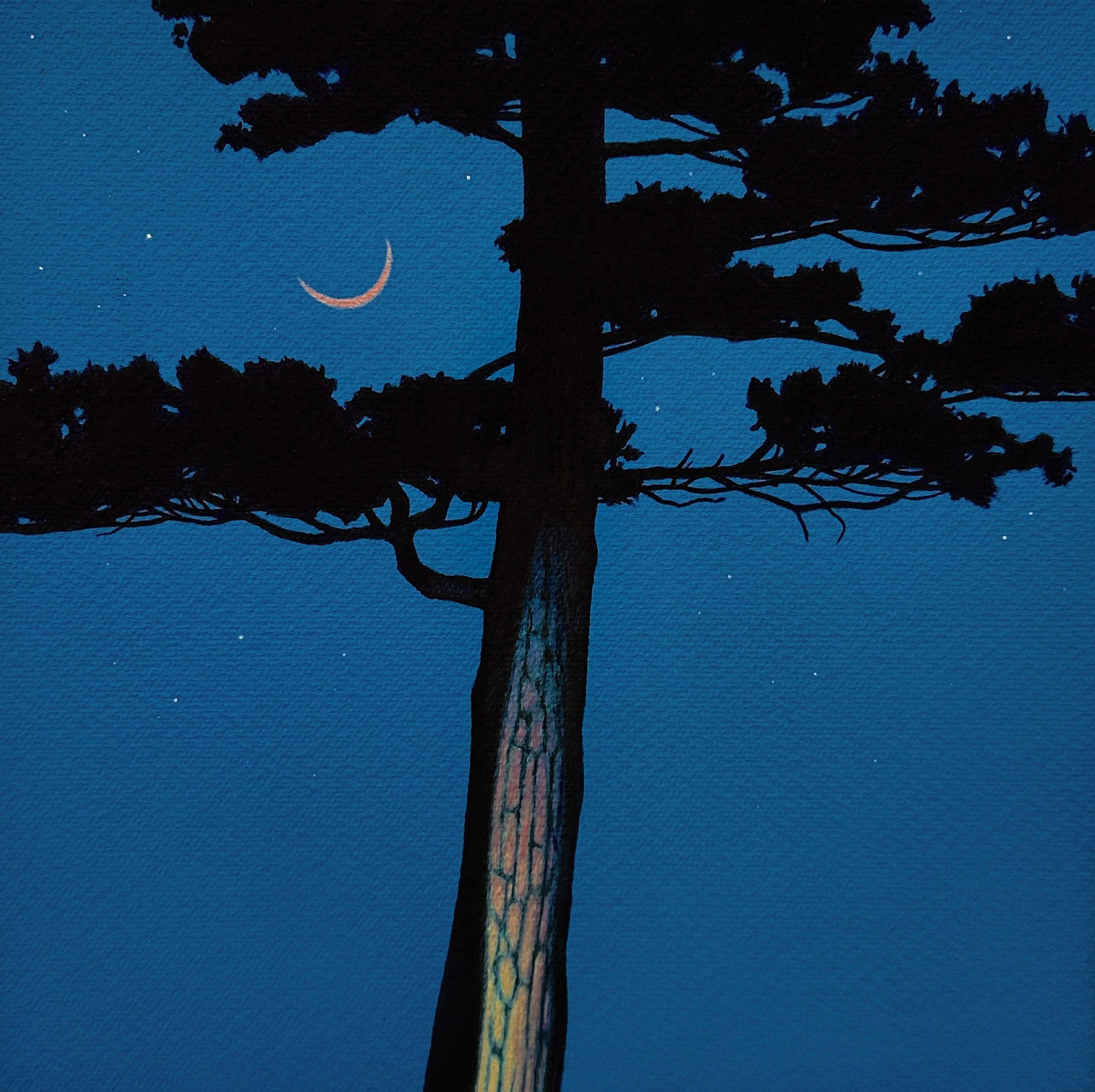 Christopher Burk – Nahcotta