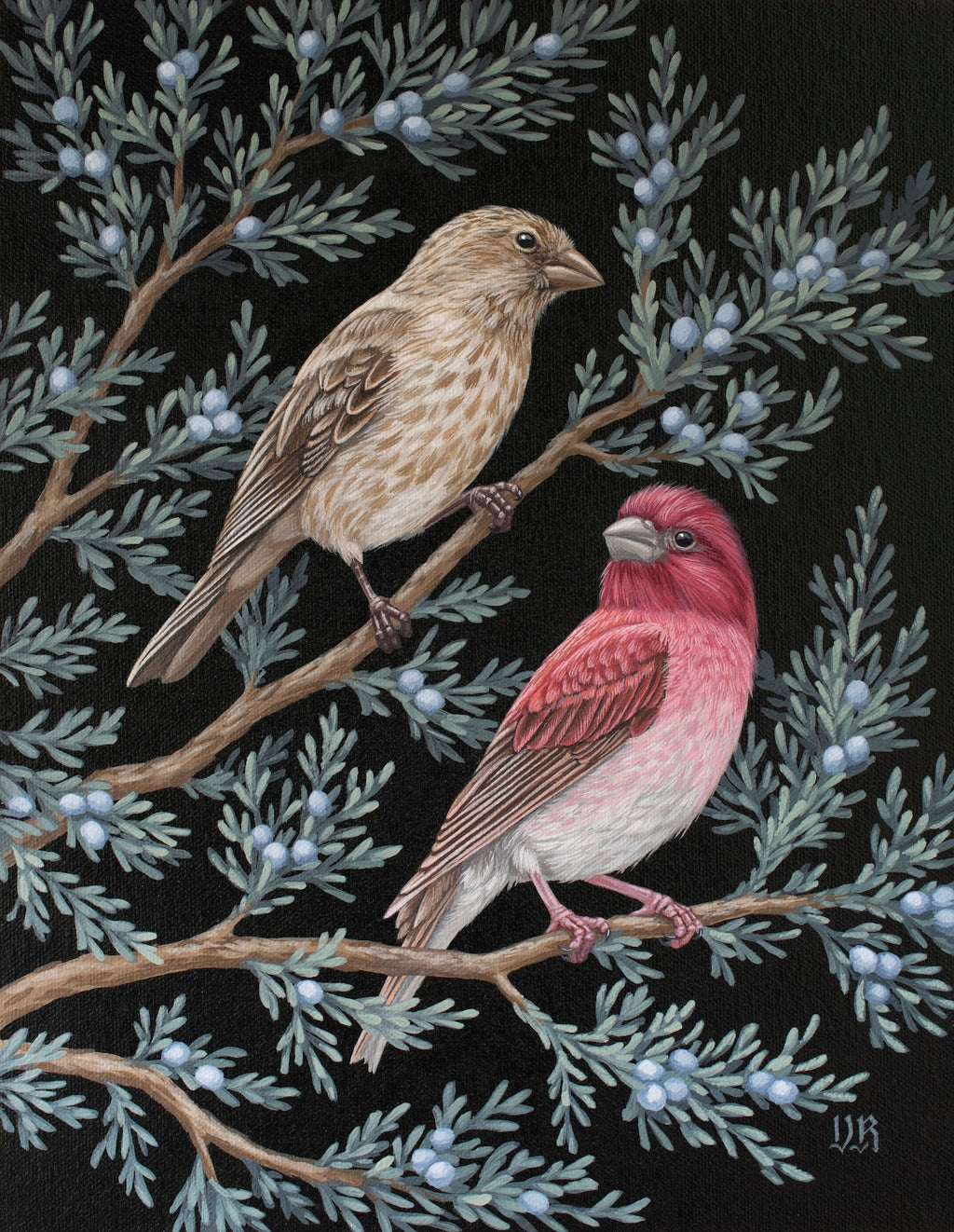Purple Finches and Eastern Red Cedar – Nahcotta
