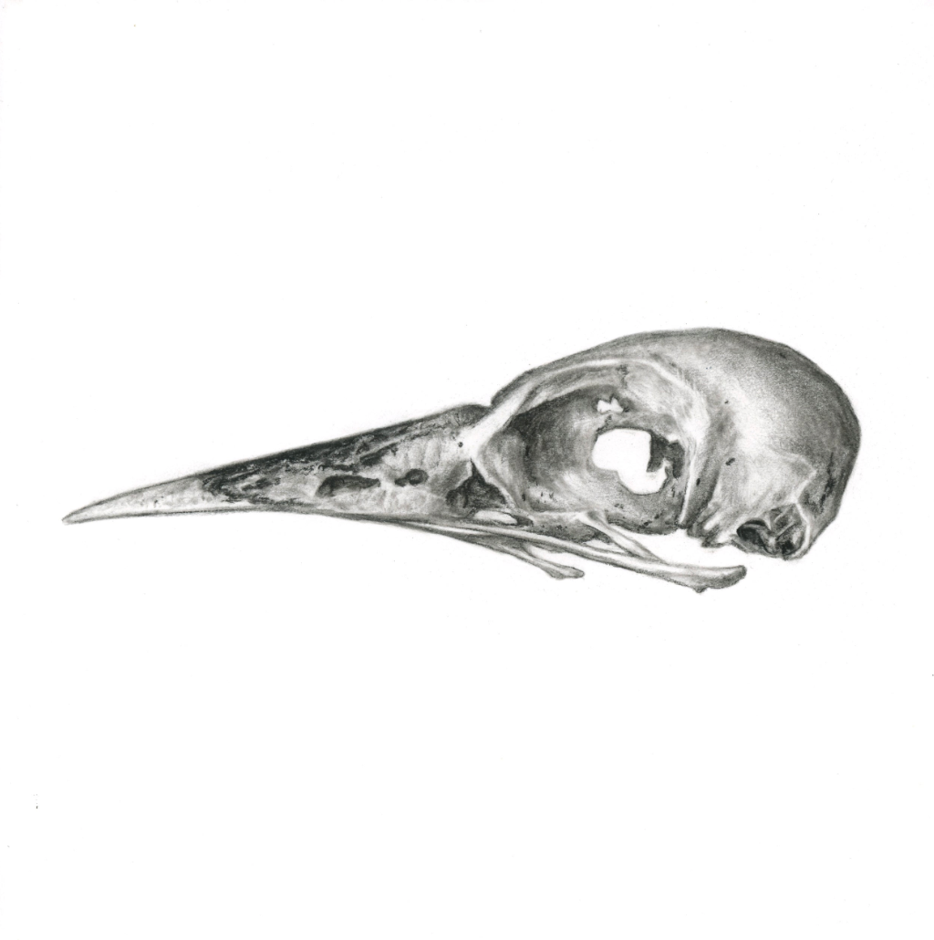Magpie Skull – Nahcotta
