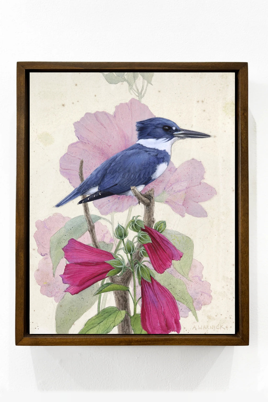 Belted Kingfisher and Rose Mallow – Nahcotta
